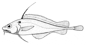 14 Types of Cod Fish Ranked by Size - A-Z Animals