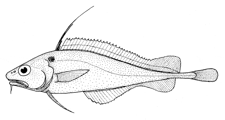 14 Types of Cod Fish Ranked by Size - A-Z Animals
