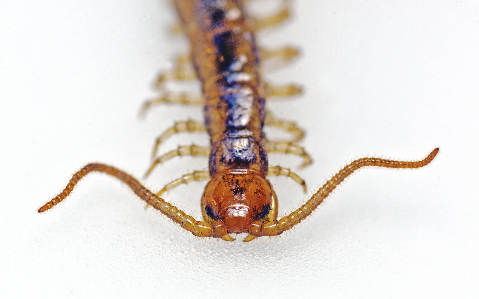 Discover the Fascinating World of Centipedes: 10 Largest Species Revealed - A-Z Animals
