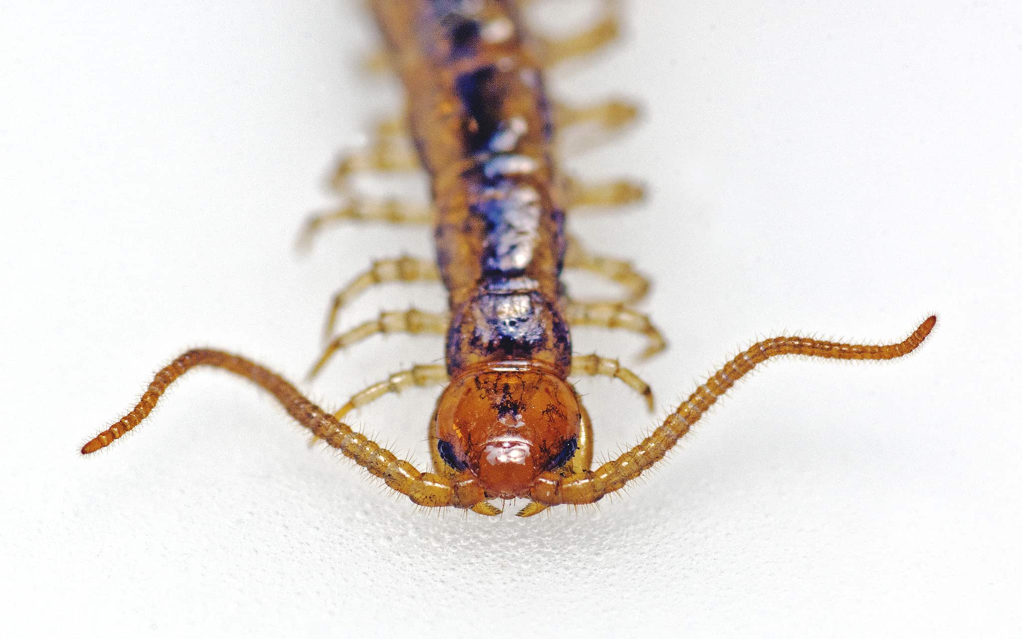 Beware These 10 Dangerous Animals Found in Illinois's Lakes and Rivers ...