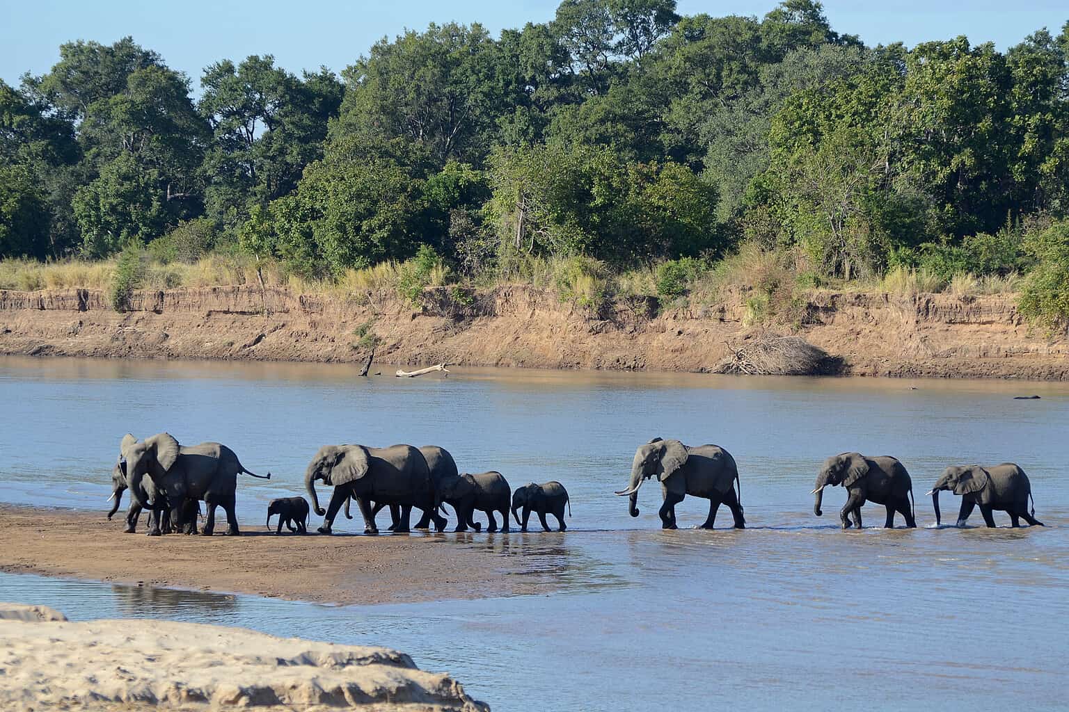 Water Scarcity Drives Multi-Species Migration in Africa - A-Z Animals