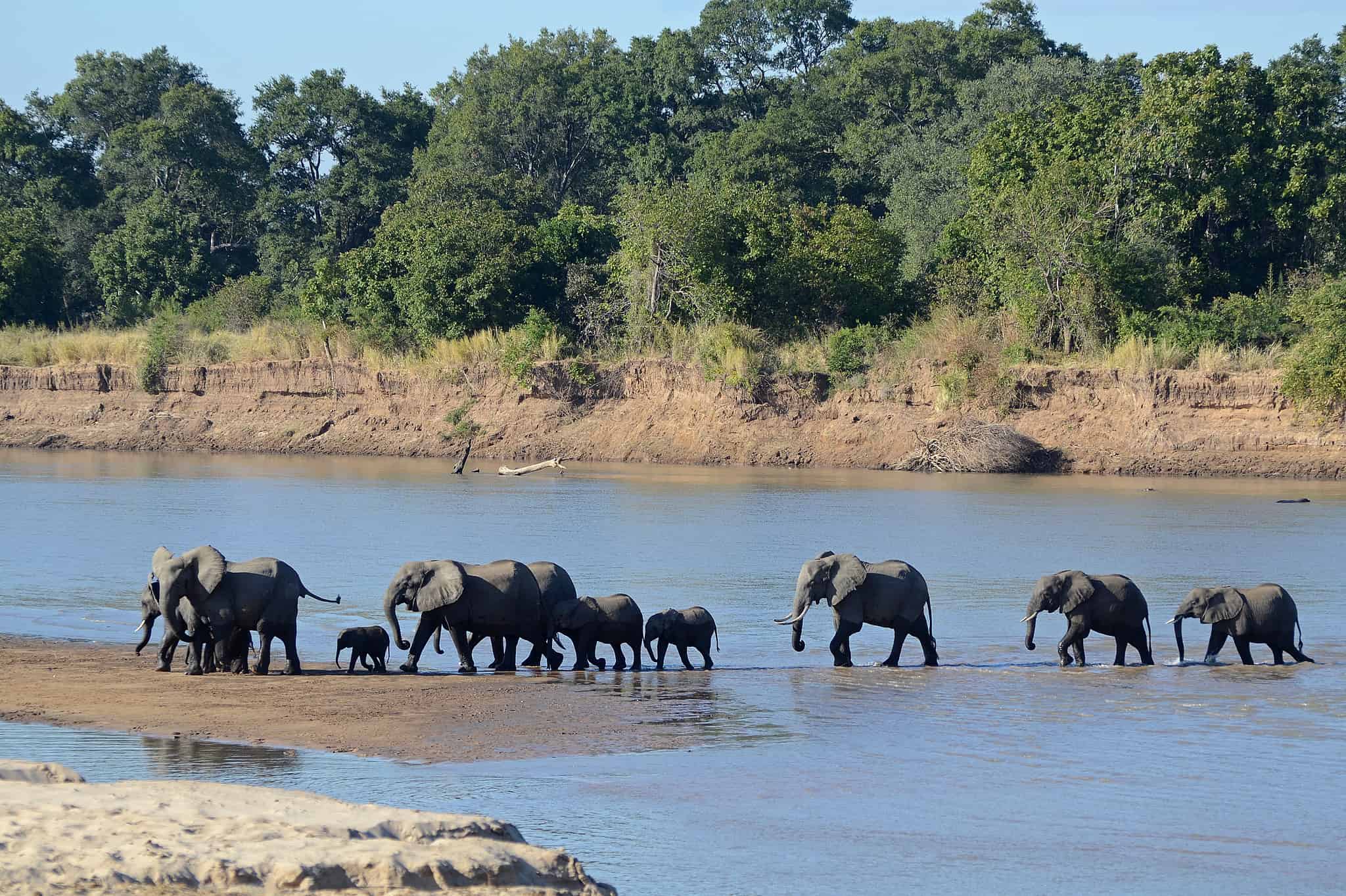 Water Scarcity Drives Multi-Species Migration in Africa - A-Z Animals