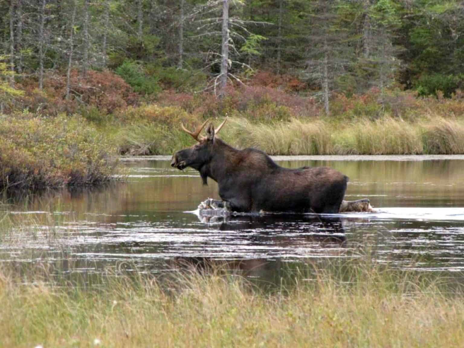 Discover the 5 Official State Animals of Maine - A-Z Animals