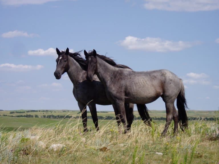 Discover the 4 Official State Animals of North Dakota - A-Z Animals