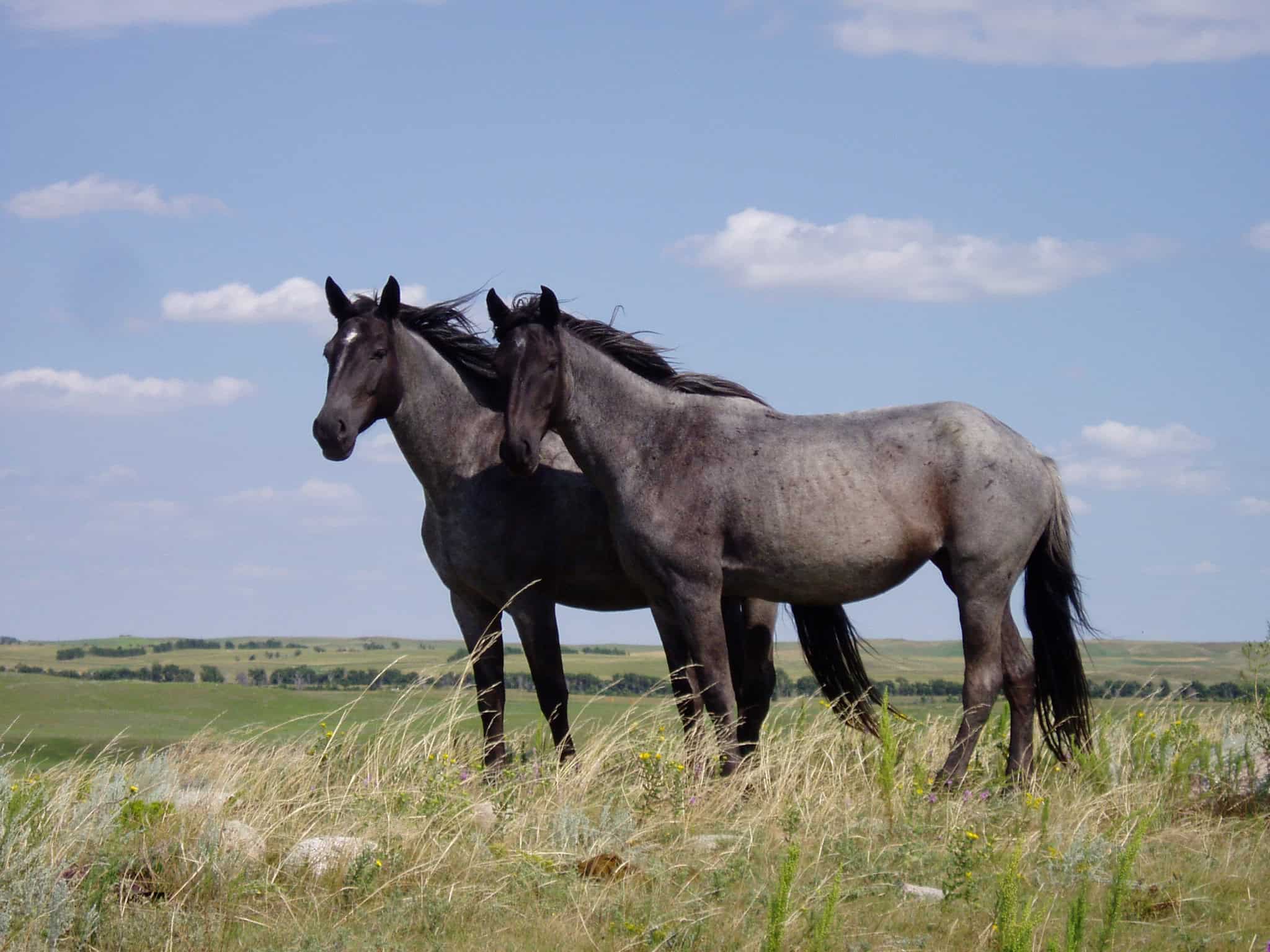 Discover the 4 Official State Animals of North Dakota - A-Z Animals