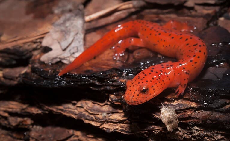 Discover the Official State Animals of West Virginia - A-Z Animals