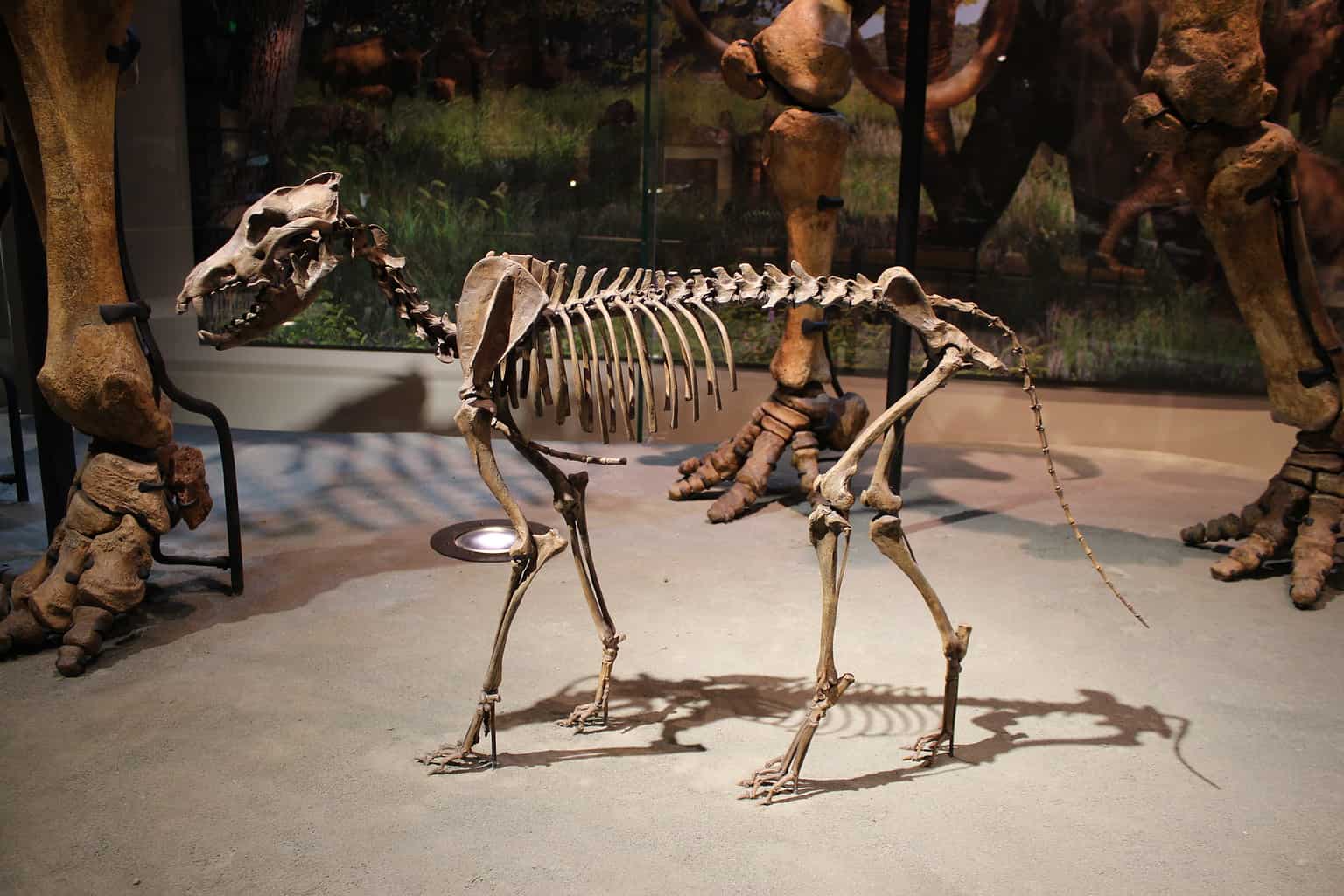 When Did Dire Wolves Go Extinct? - A-Z Animals