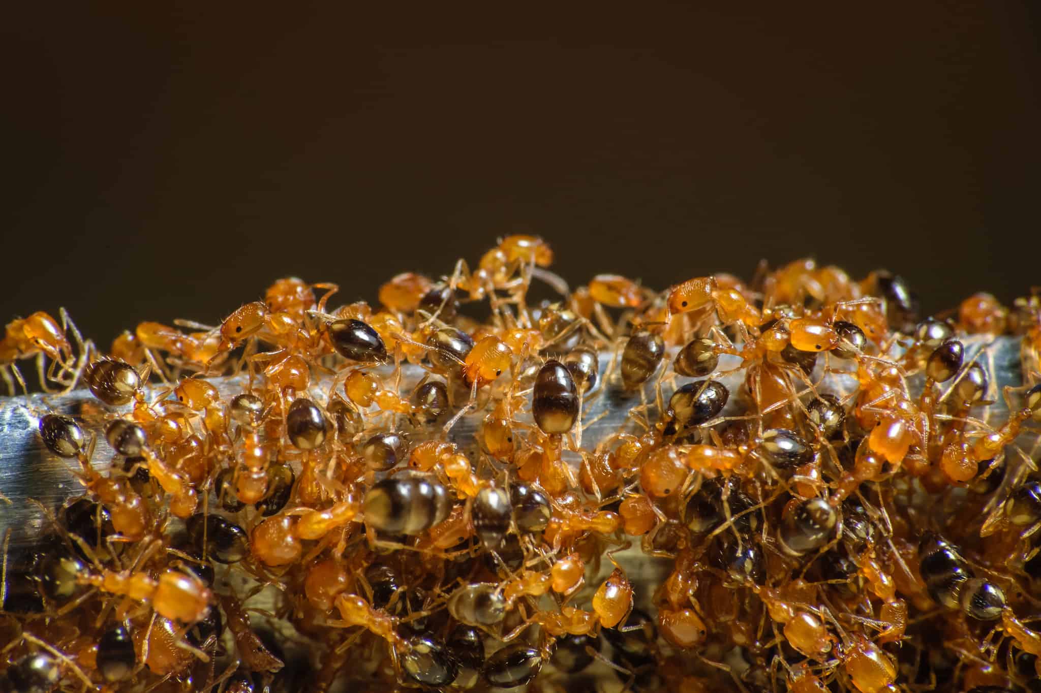 Discover The 6 Invasive Ants Crawling All Over Texas A Z Animals