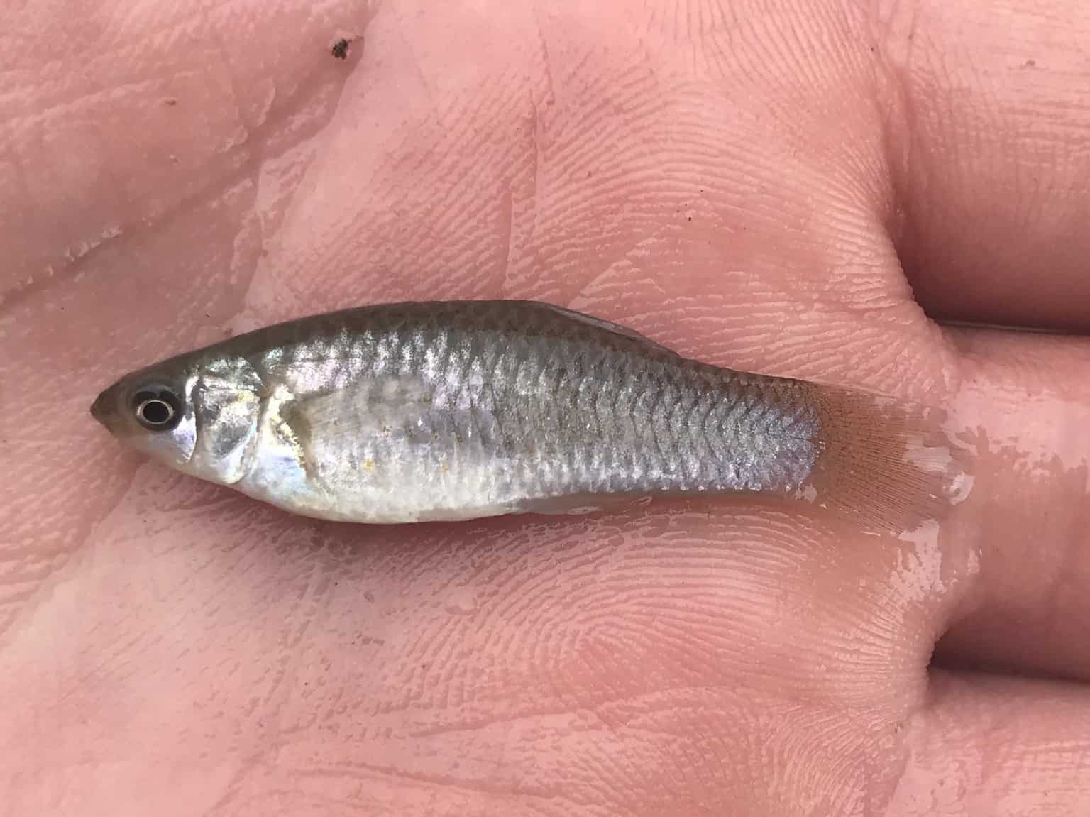 13 Types Of Molly Fish With Pictures