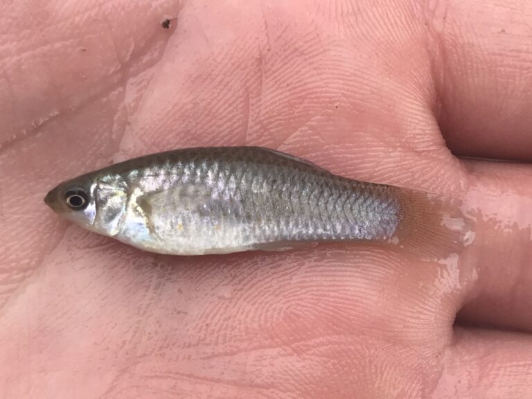 12 Types of Molly Fish with Pictures - A-Z Animals