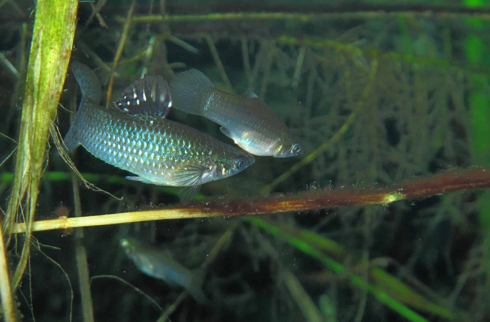 12 Types of Molly Fish with Pictures - A-Z Animals