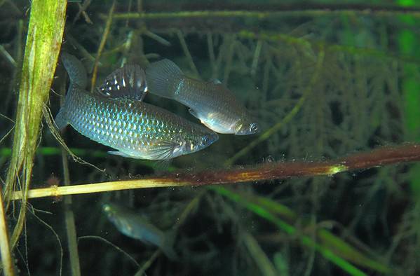 12 Types of Molly Fish with Pictures - A-Z Animals