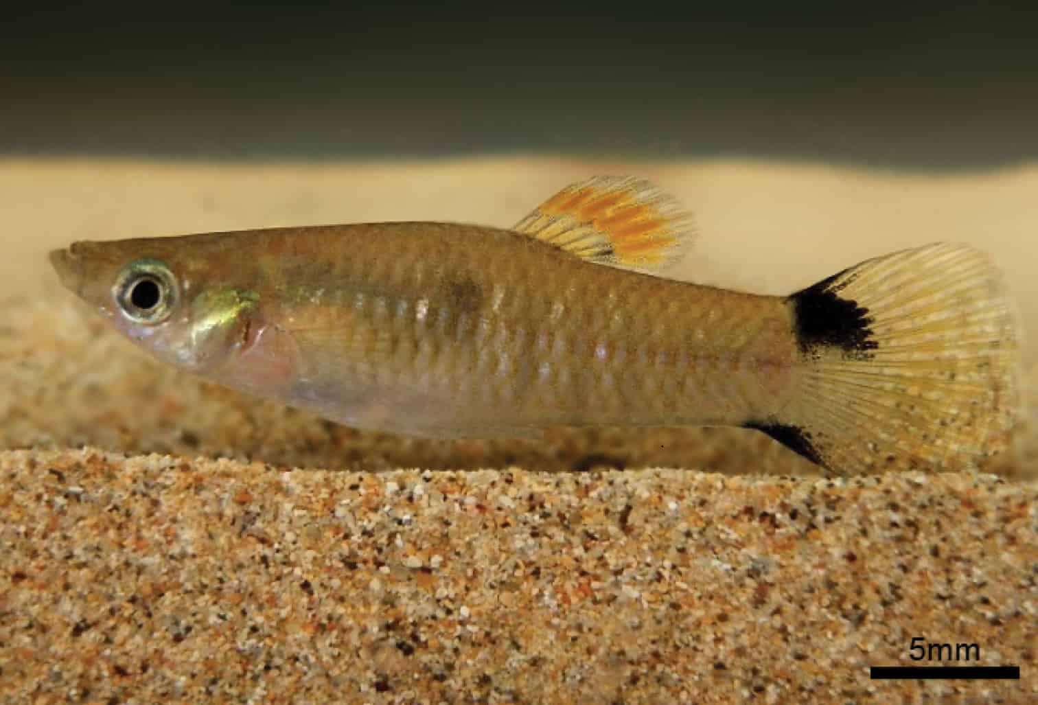 12 Types of Molly Fish with Pictures - A-Z Animals