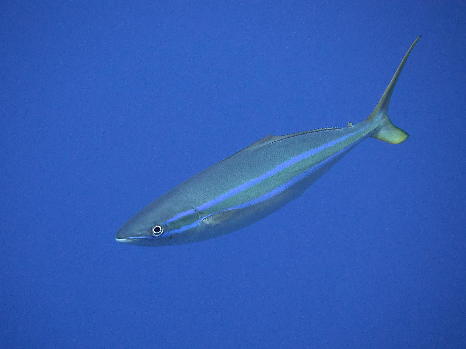 5 Types of Jack Fish Ranked by Size - A-Z Animals