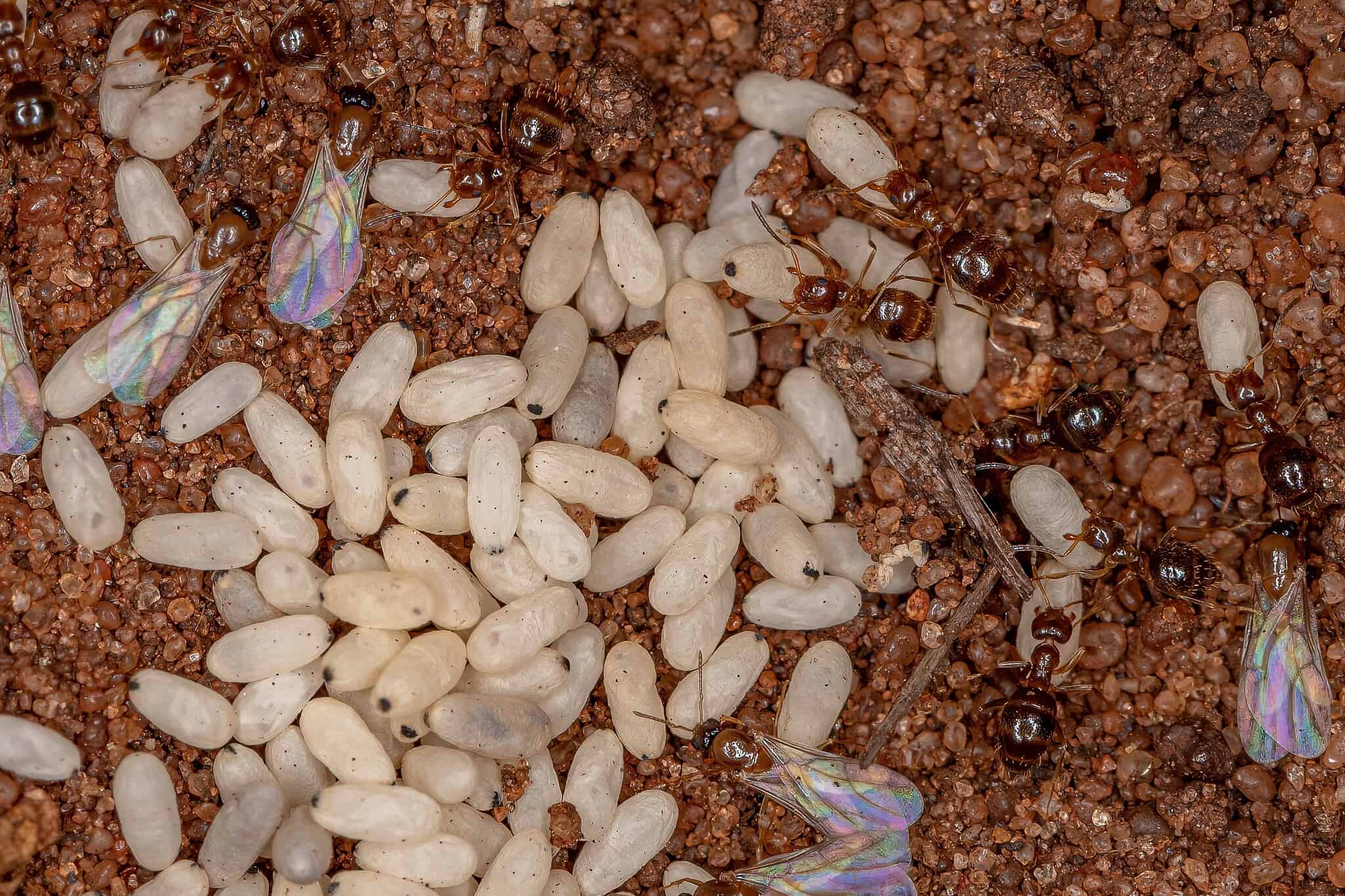 A Closer Look at How Ant Colonies Raise the Next Generation - A-Z Animals
