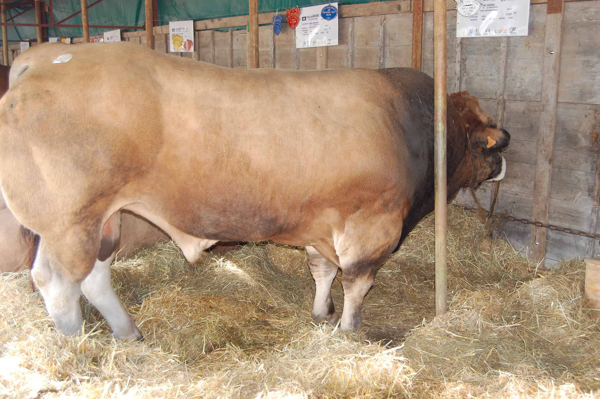 Biggest Bulls in the World - A-Z Animals