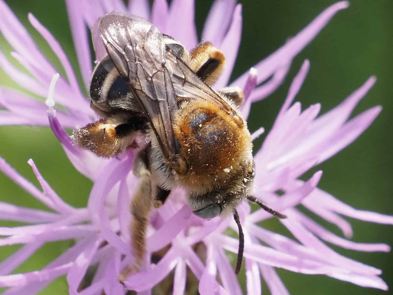 Black and White Bee: What Kind Is It and Does It Sting? - A-Z Animals