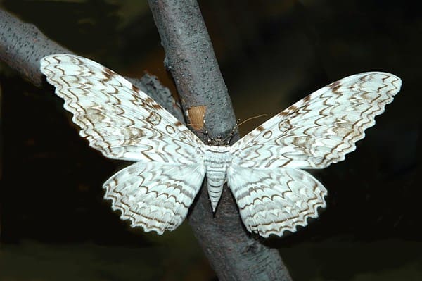 10 of the Most Beautiful Moths in the World - A-Z Animals