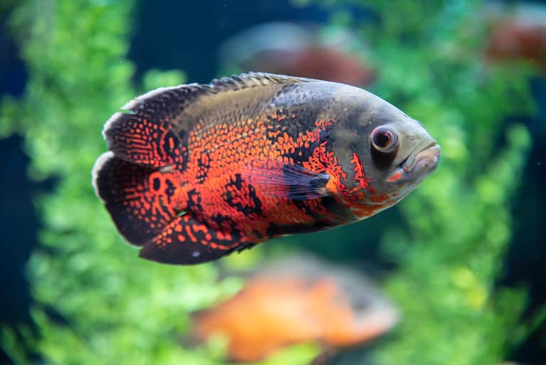 A Closer Look at Oscar Fish: 7 Types and Their Unique Features - A-Z ...