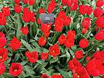 10 Types of Red Tulips to Brighten Your Garden - A-Z Animals