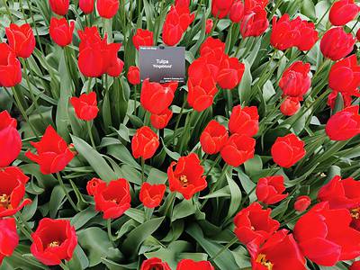 10 Types of Red Tulips to Brighten Your Garden - A-Z Animals