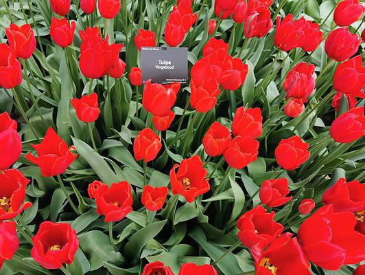 10 Types of Red Tulips to Brighten Your Garden - A-Z Animals