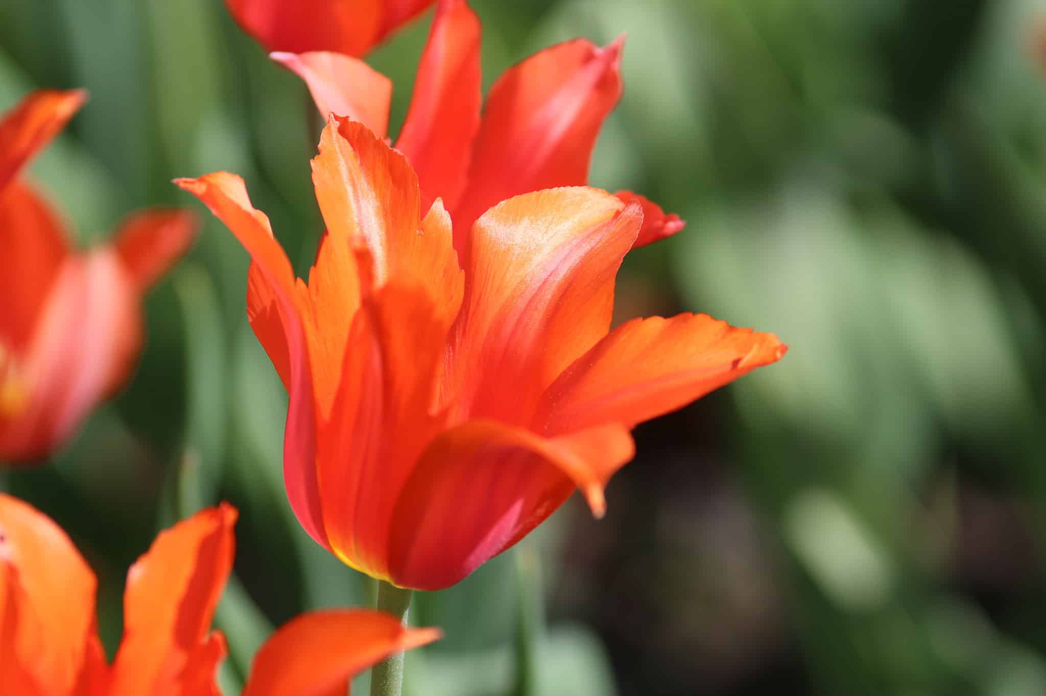 10 Types of Red Tulips to Brighten Your Garden - A-Z Animals