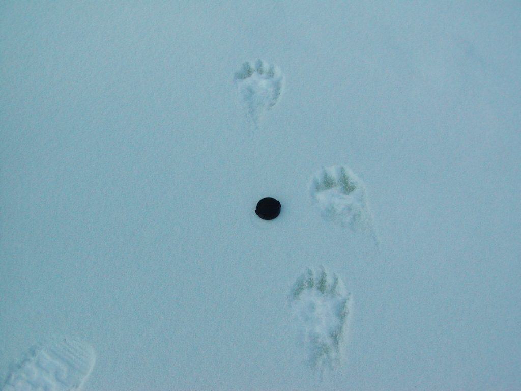 A 40-Pound Wolverine Leaves Tracks Bigger Than You'd Expect - A-Z Animals