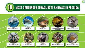 Discover the 10 Most Dangerous (Deadliest) Animals in Florida - A-Z Animals