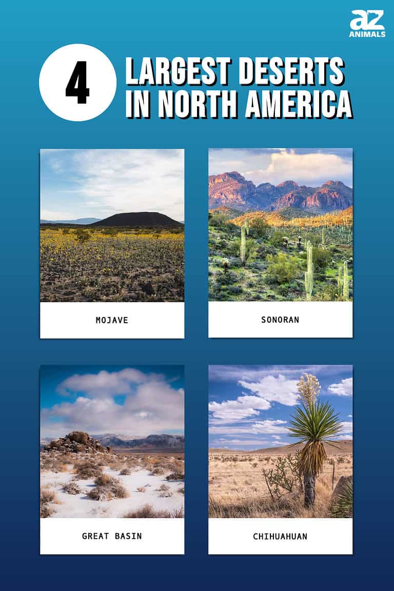 The 4 Largest Deserts in North America are Stunning - A-Z Animals