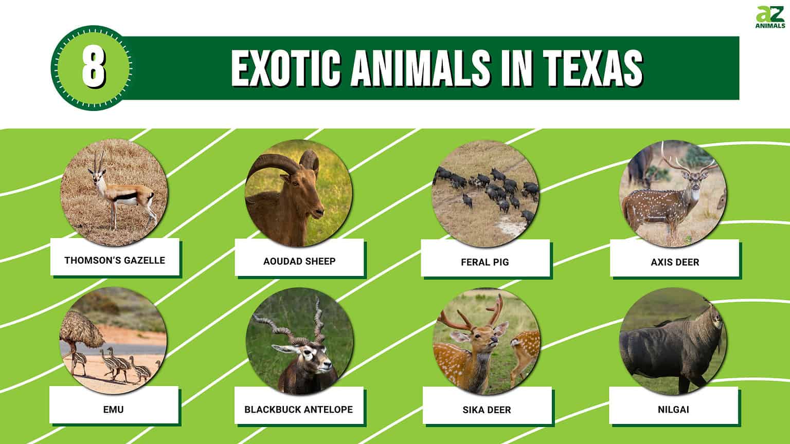 8 Exotic Animals in Texas - A-Z Animals