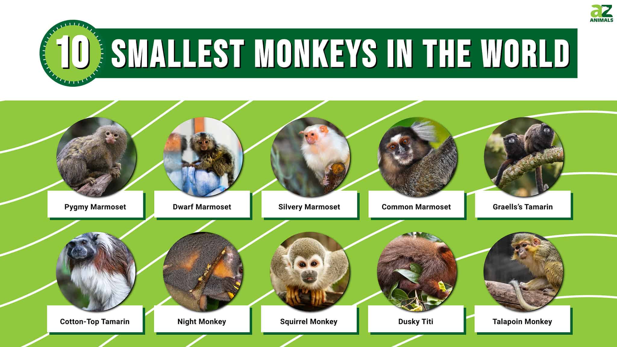 The Smallest Monkeys in the World - A-Z Animals