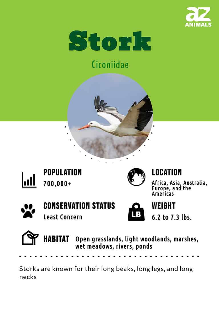 Stork Bird Facts - A-Z Animals