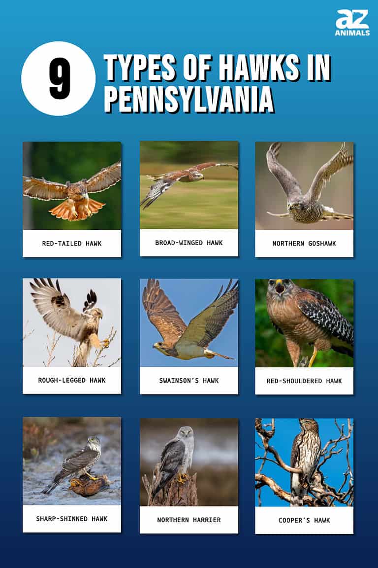 Spotting Hawks in Pennsylvania: A Guide to 9 Species - A-Z Animals