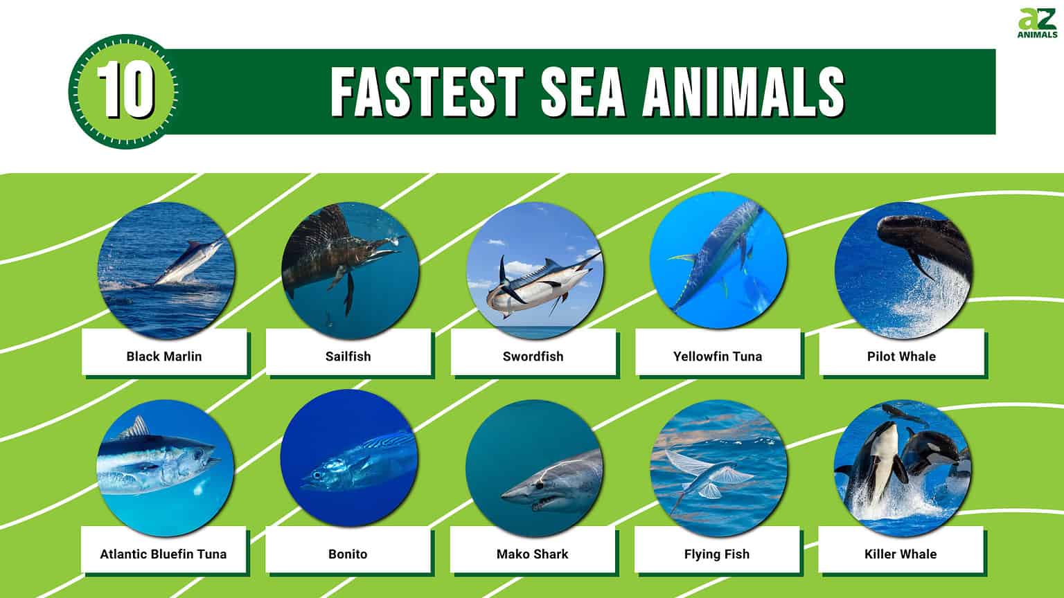 The Top 10 Fastest Sea Animals - A-Z Animals