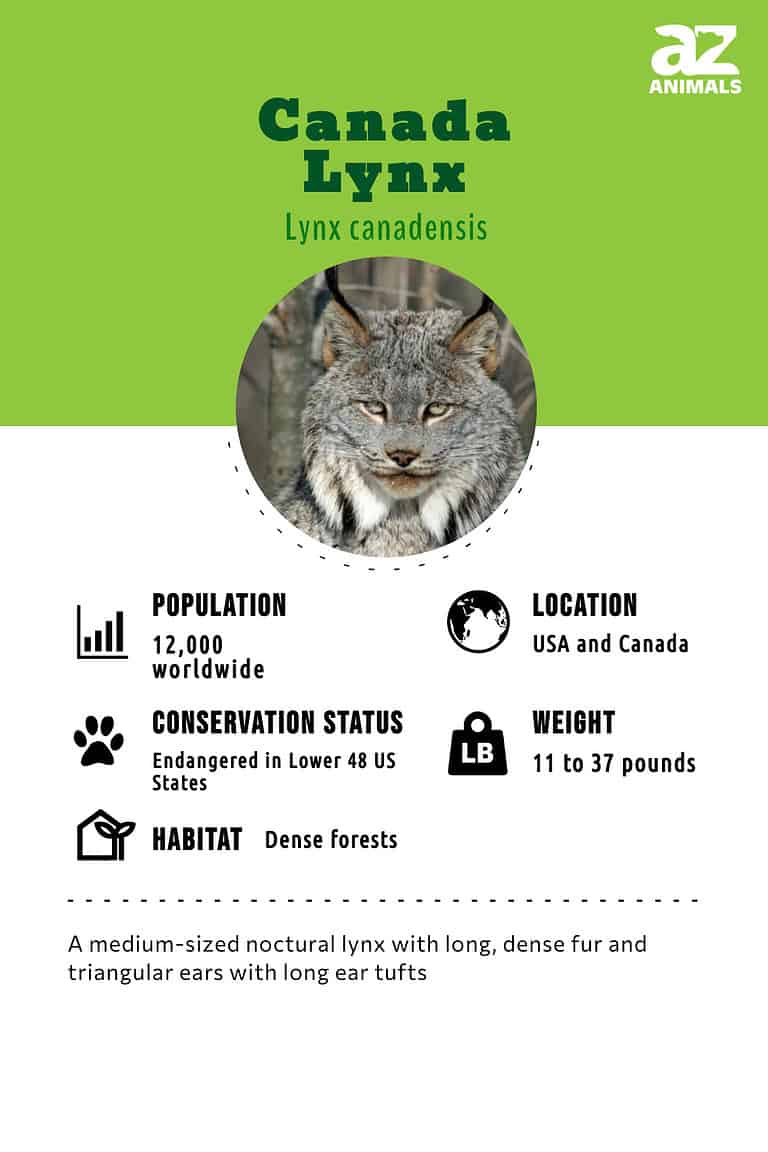 Canada Lynx Animal Facts - Lynx canadensis - A-Z Animals