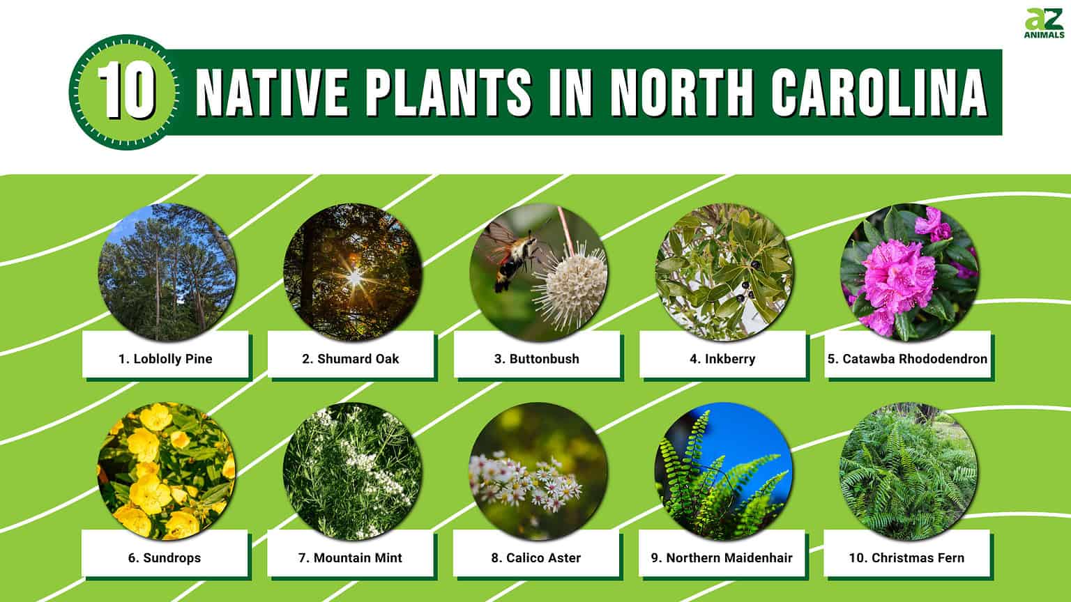 10 Native Plants in North Carolina - A-Z Animals