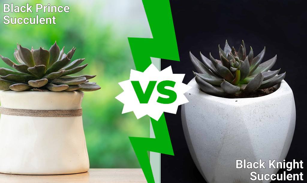 Black Prince vs. Black Knight Succulent: How to Tell the Difference - A ...