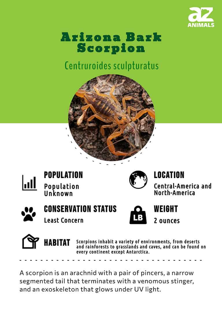 Arizona Bark Scorpion Animal Facts - Centruroides sculpturatus - A-Z ...