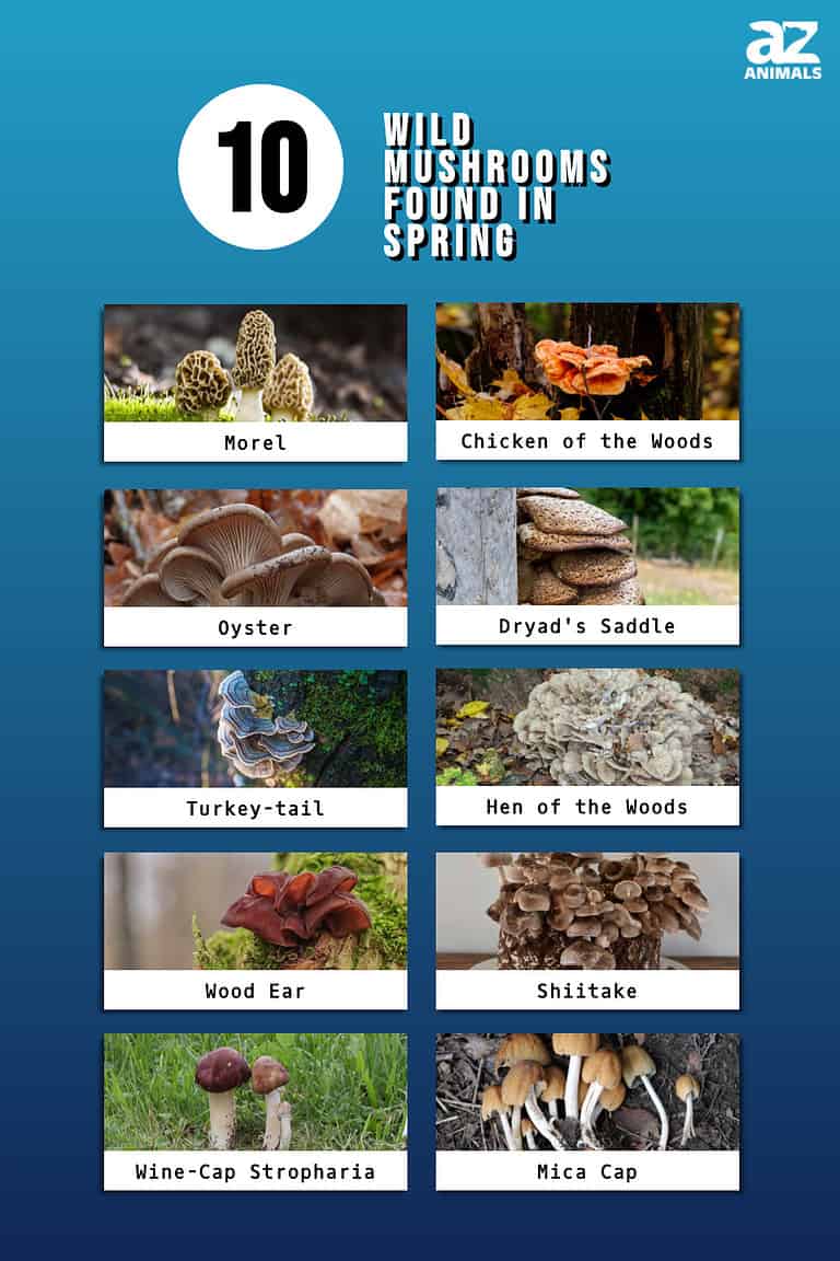 10 Wild Mushrooms Found in Spring - A-Z Animals