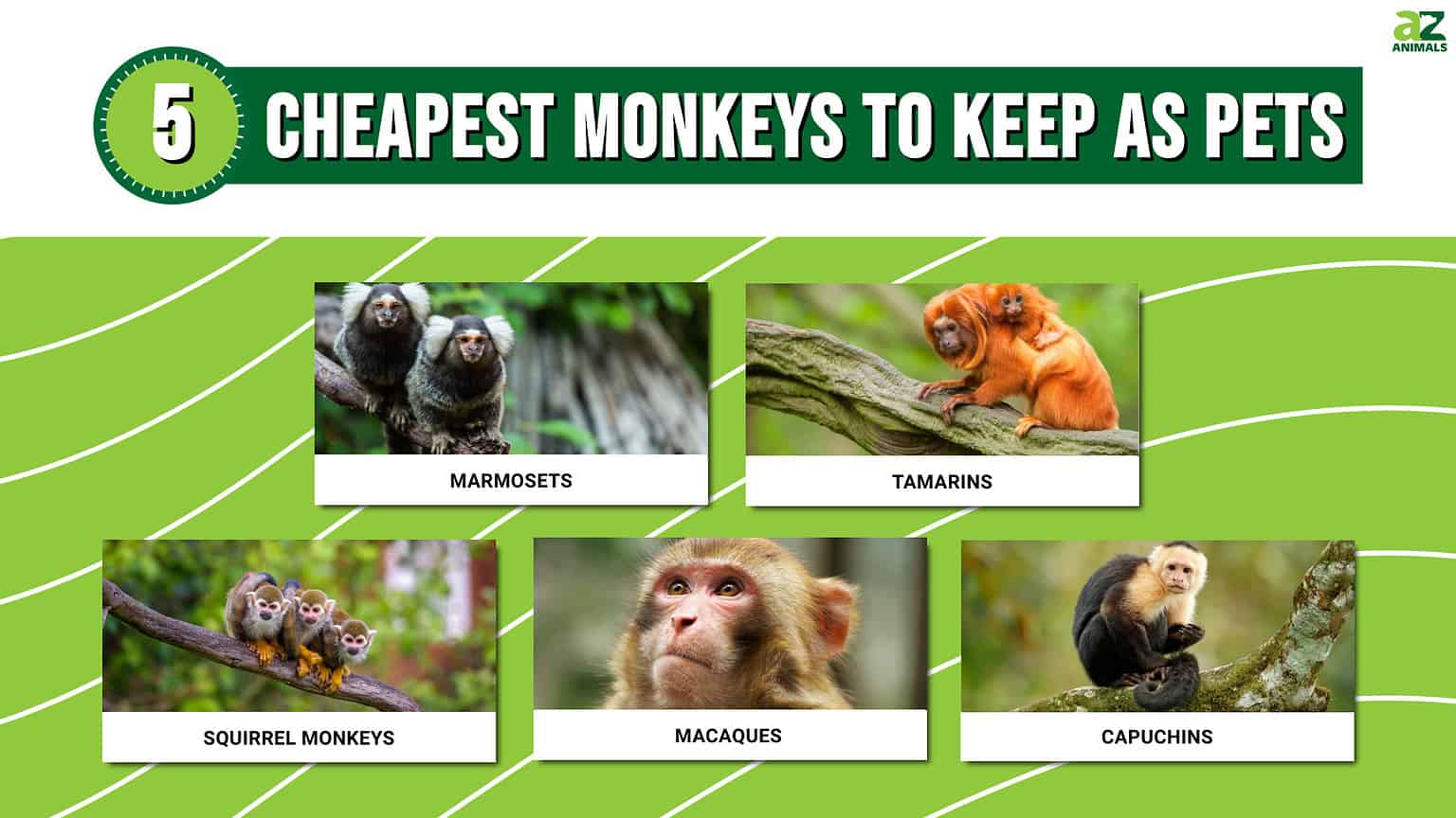 The 5 Cheapest Monkeys People Keep As Pets... But Should They? - A-Z ...