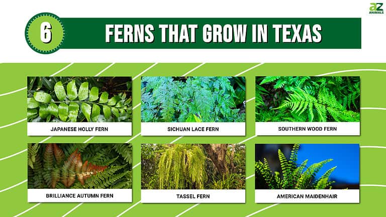 6 Ferns that Grow in Texas - A-Z Animals