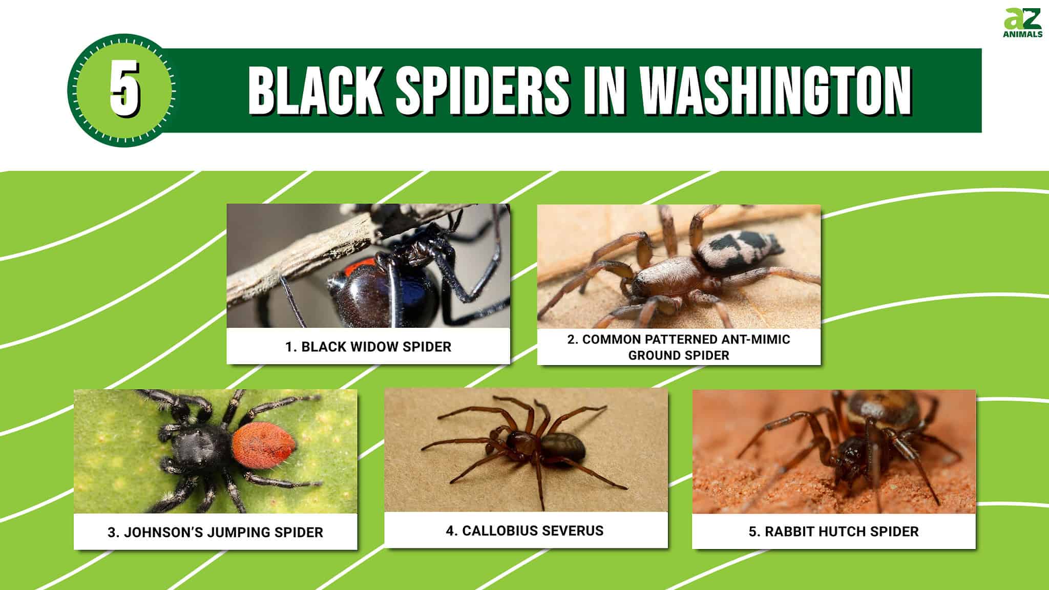 Discover 5 Black Spiders In Washington - A-Z Animals
