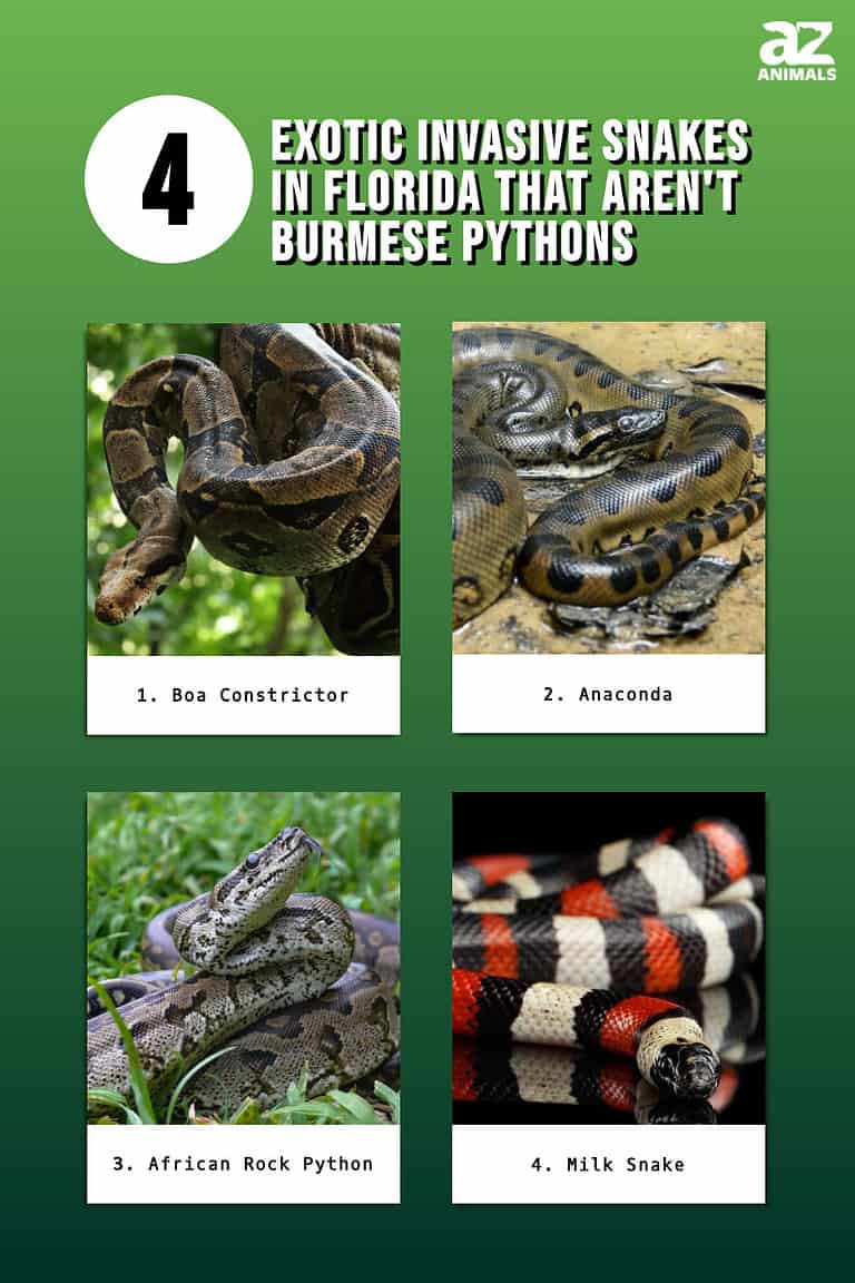 4 Exotic Invasive Snakes In Florida That Aren't Burmese Pythons - A-Z ...