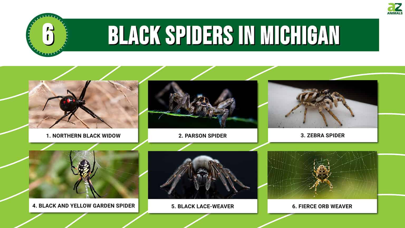 6 Black Spiders In Michigan - A-Z Animals