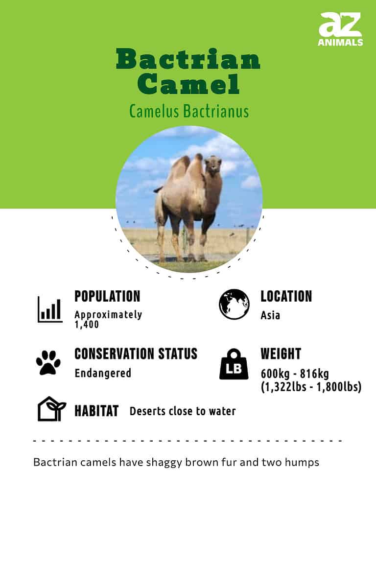Bactrian Camel Animal Facts - Camelus Bactrianus - A-Z Animals