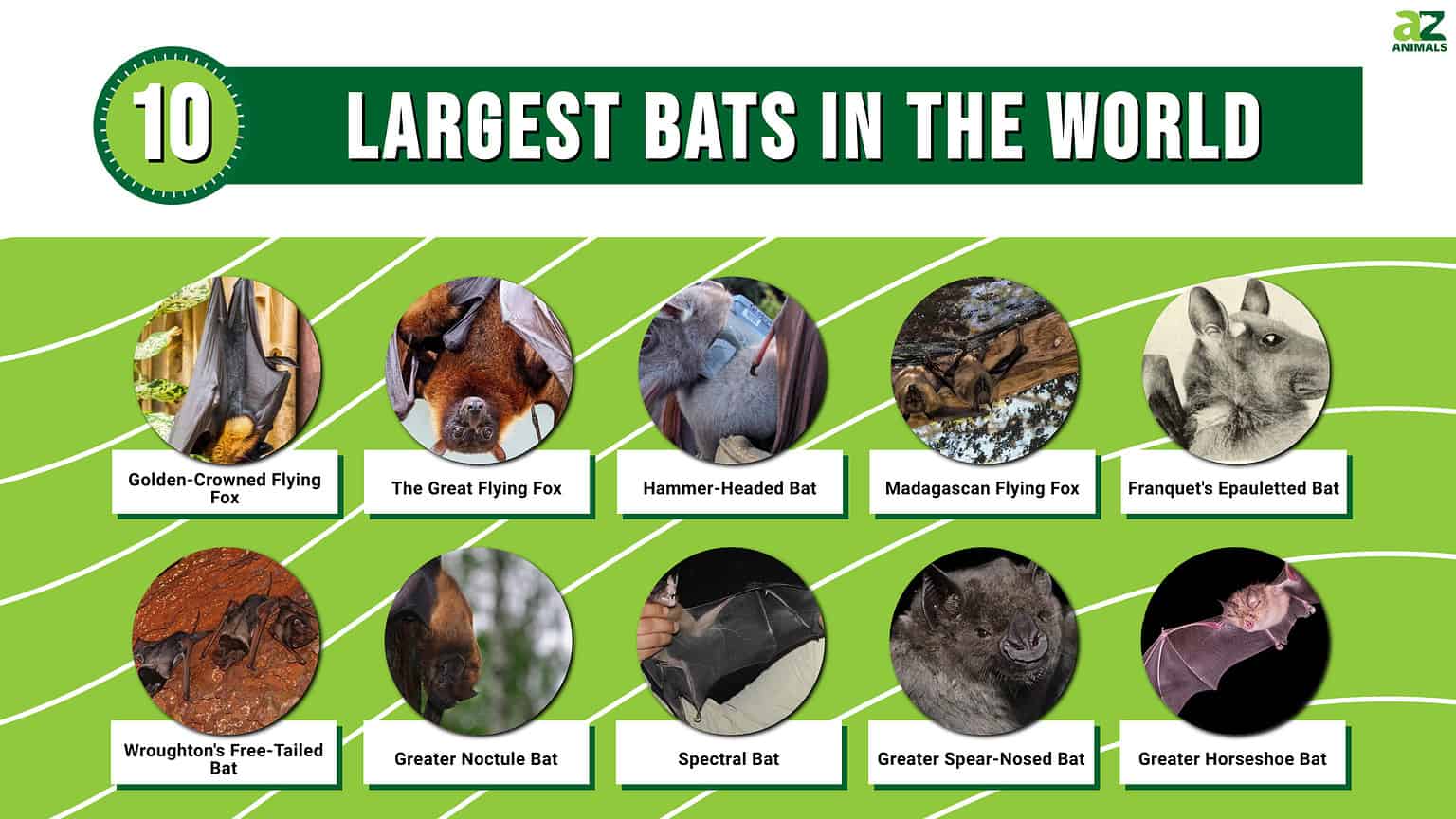 Supersized Bats: Nature’s Largest Winged Mammals - A-Z Animals