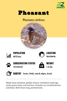 Pheasant Animal Facts - Phasianidae - A-Z Animals