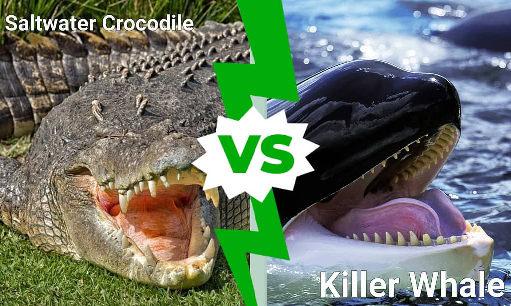Saltwater Crocodile vs. Killer Whale: Which Apex Predator Would Win in ...