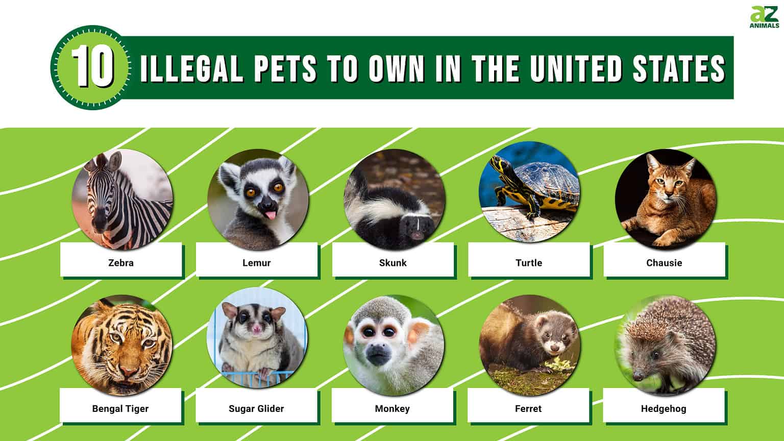 The Top 10 Illegal Pets to Own in the United States in 2024 - A-Z Animals